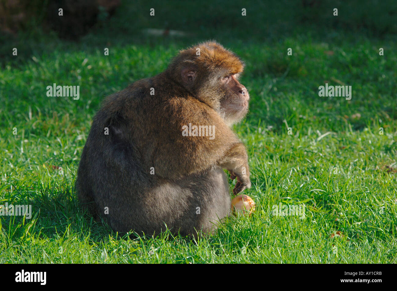 Barbary Macaques Monkey (Macaca sylvanus Stock Photo - Alamy
