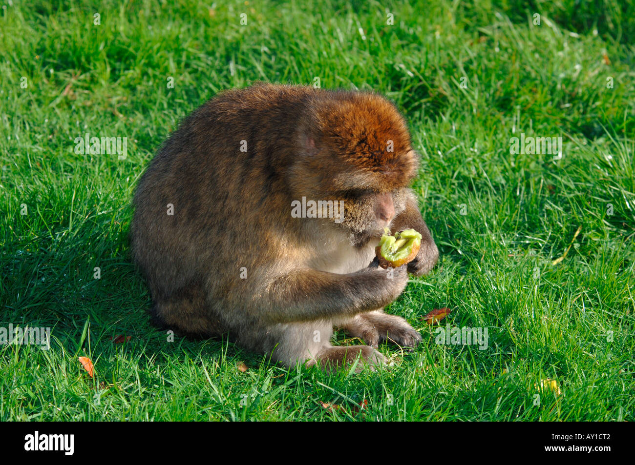 Barbary Macaques Monkey (Macaca sylvanus Stock Photo - Alamy
