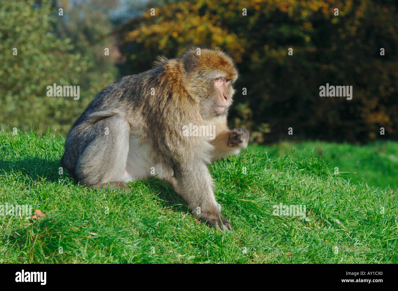 Barbary Macaques Monkey (Macaca sylvanus Stock Photo - Alamy