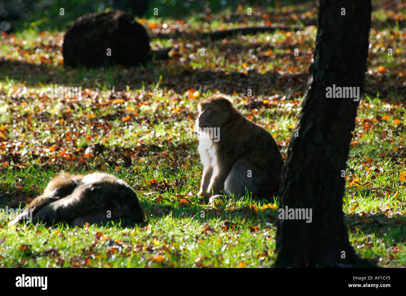 Mammals Of Algeria High Resolution Stock Photography and Images - Alamy