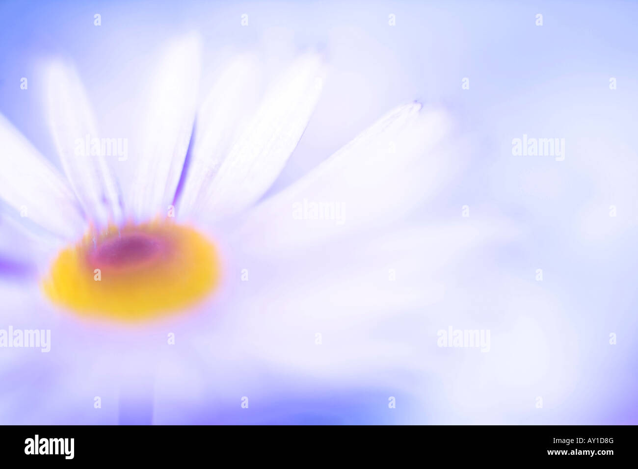 Marguerite design hi-res stock photography and images - Alamy