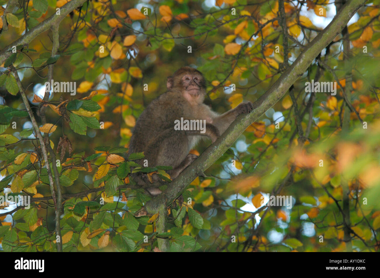 Barbary Macaques Monkey (Macaca sylvanus Stock Photo - Alamy