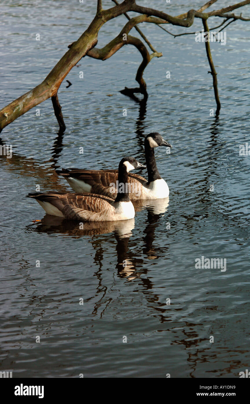 Canada Geese (Branta canadensis Stock Photo - Alamy