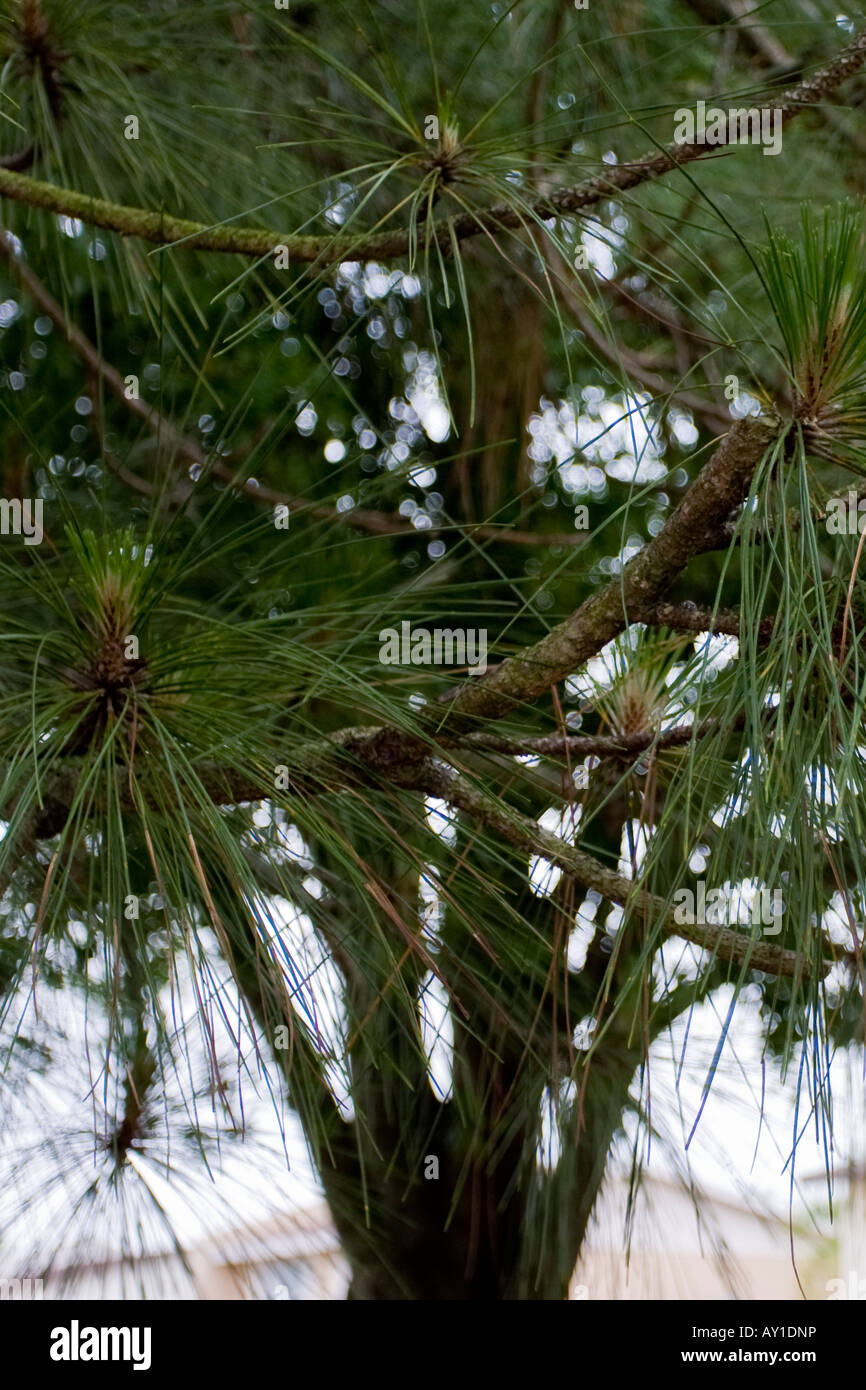 Tree Limbs and Branches Stock Photo - Alamy
