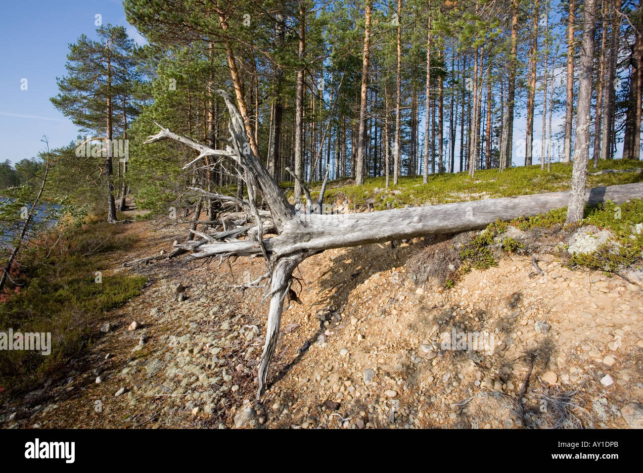 roots of a old fallen pine Stock Photo - Alamy