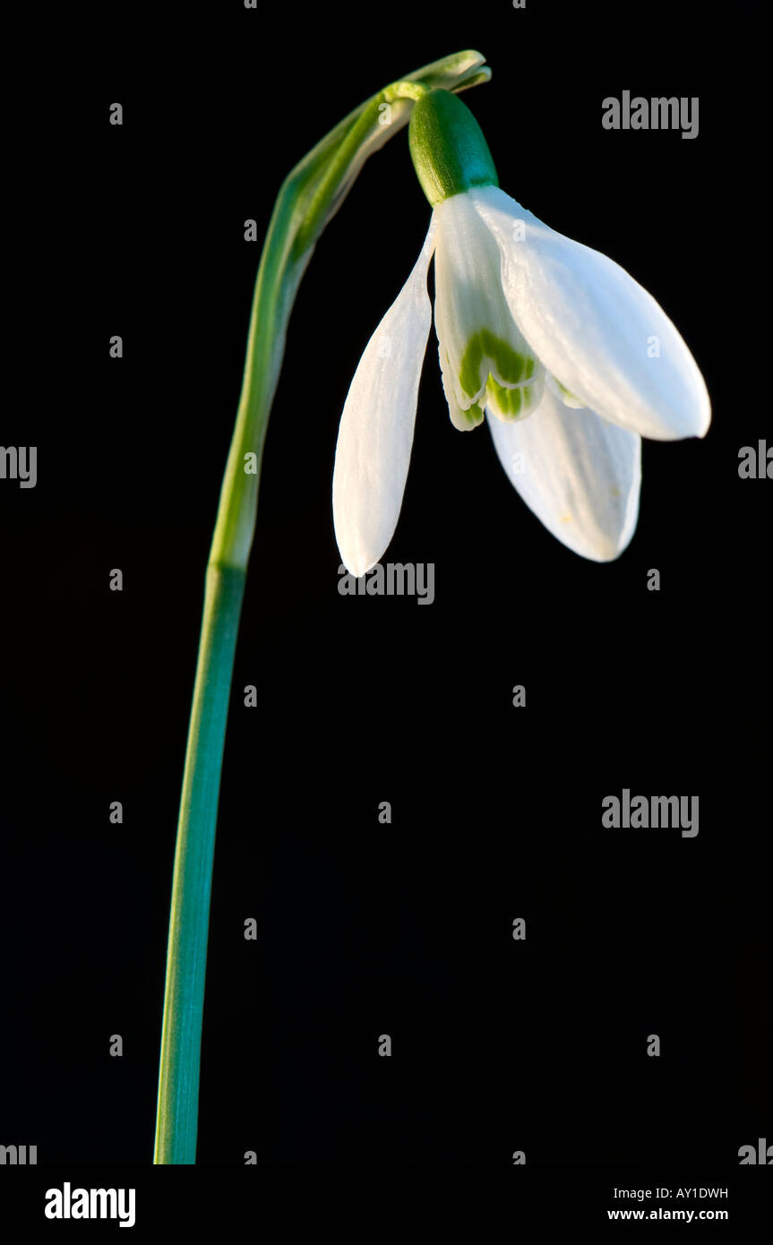 Perfect snowdrop hi-res stock photography and images - Alamy