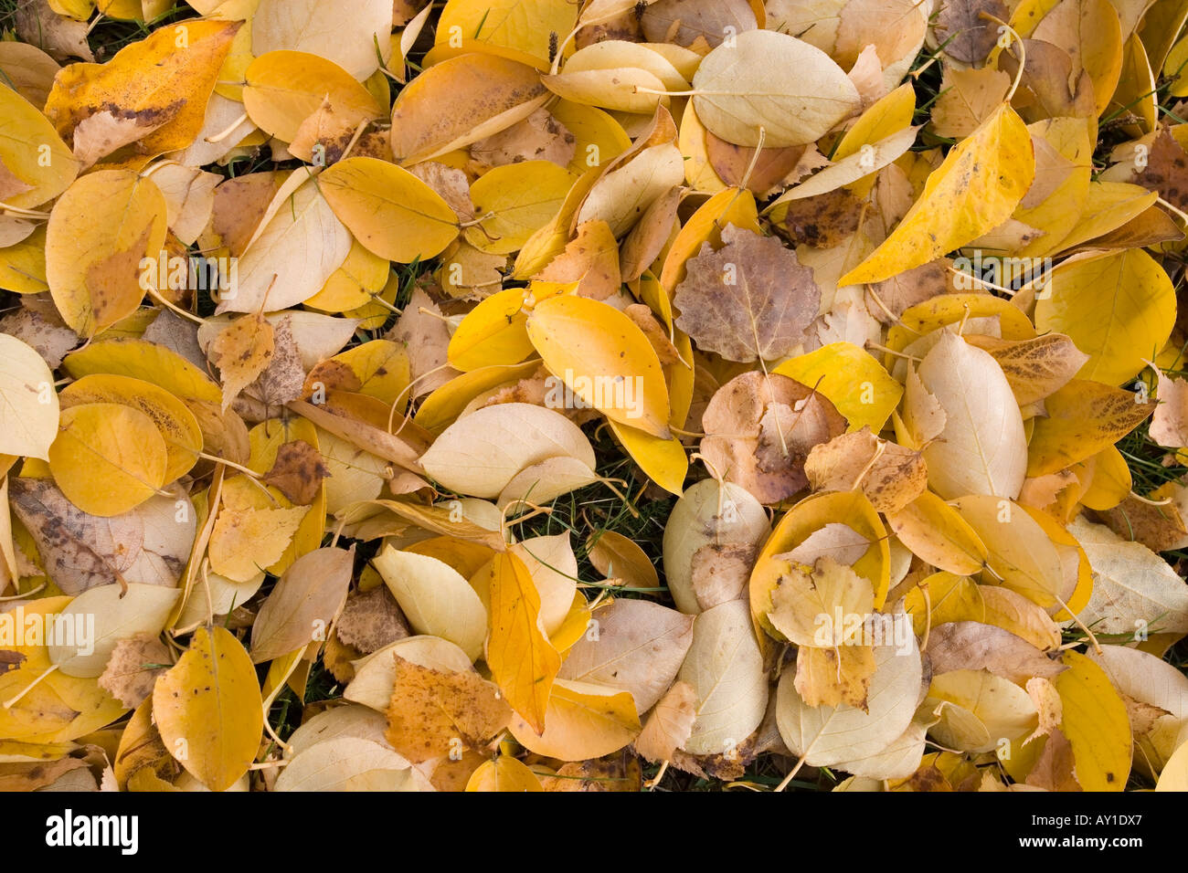 Birch poplar fall colours colors hi-res stock photography and images ...