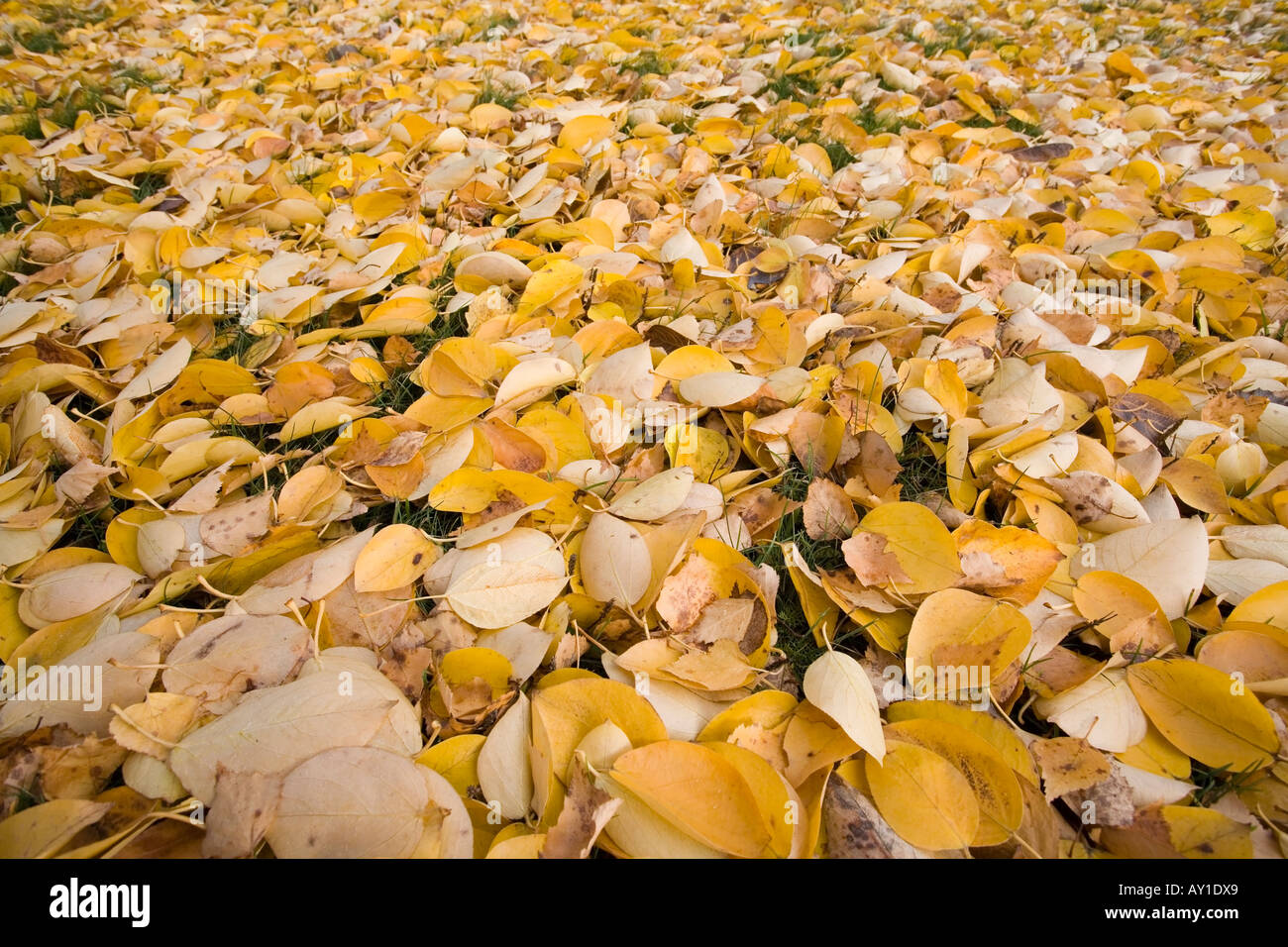 yellow poplar and birch leaves on ground Stock Photo - Alamy