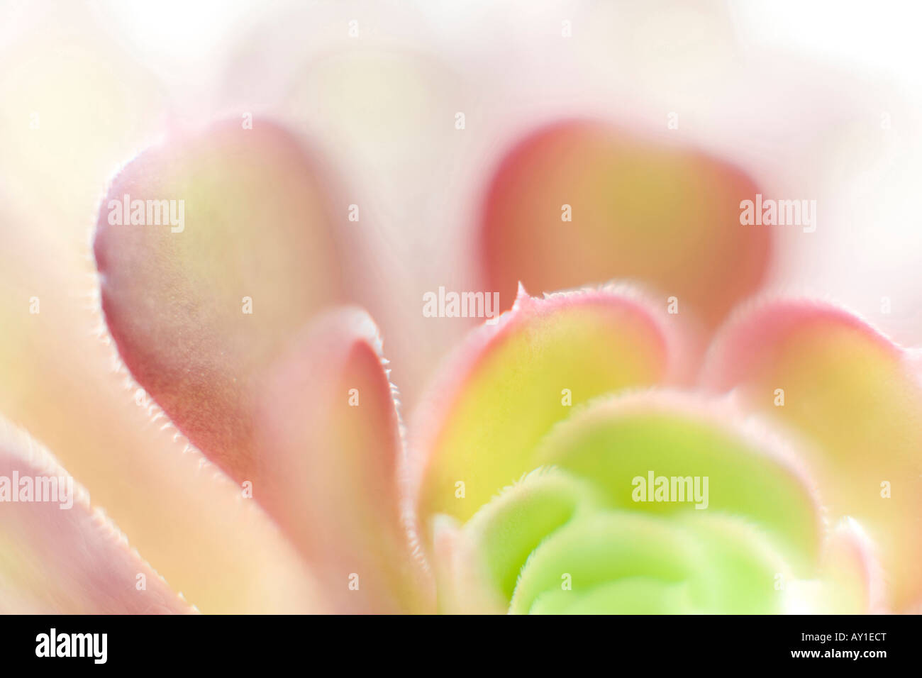 Dollar plant hi-res stock photography and images - Alamy
