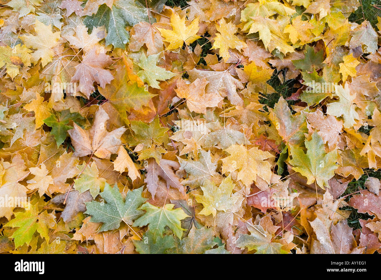 Random dropped leaves hi-res stock photography and images - Alamy