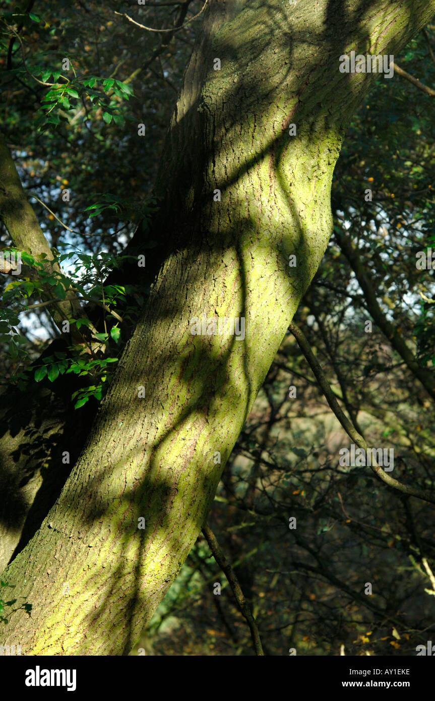Trunk patterns hi-res stock photography and images - Alamy