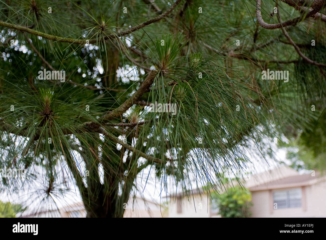 Tree Limbs and Branches Stock Photo - Alamy