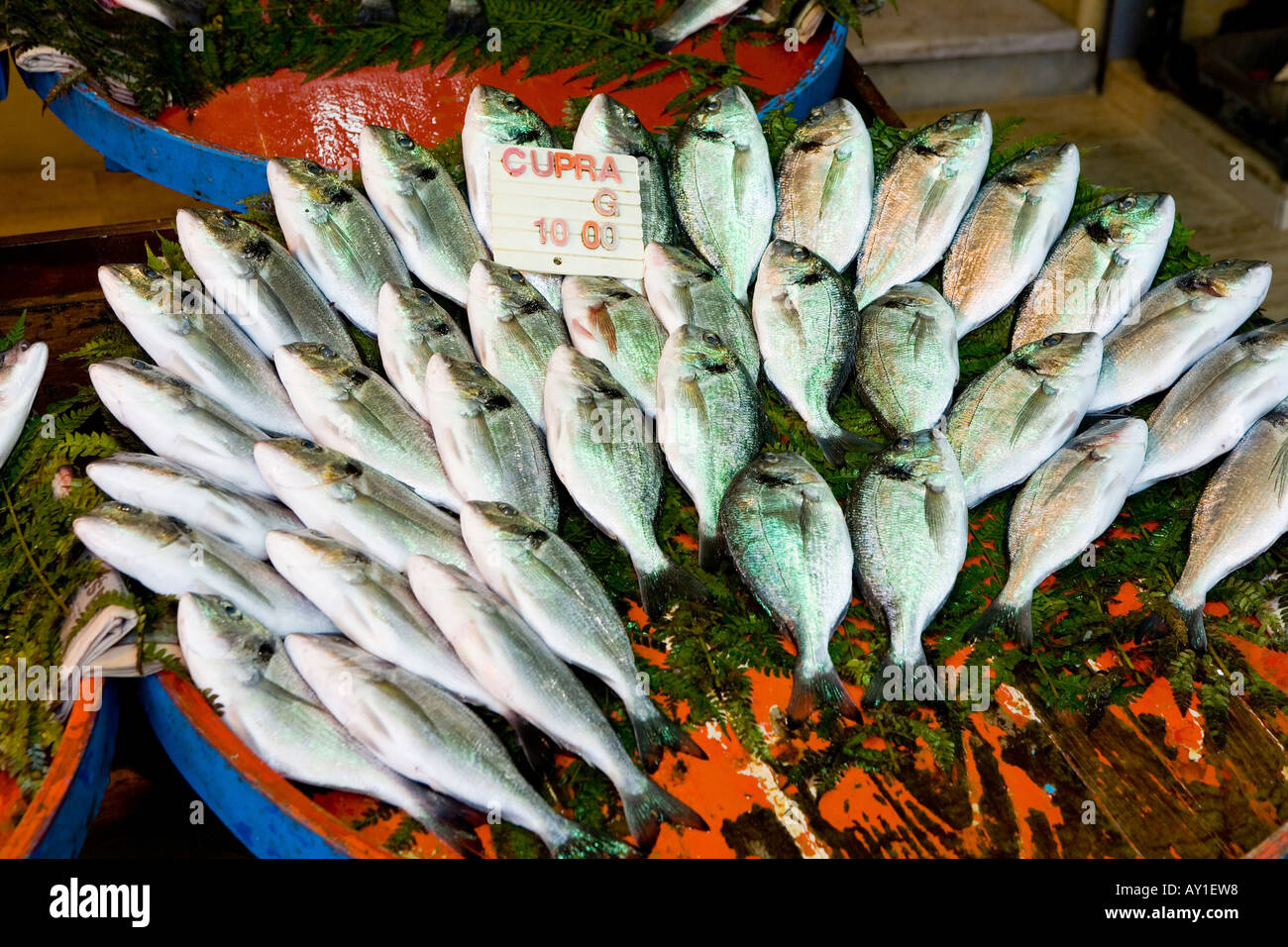 Cupra fish hi-res stock photography and images - Alamy