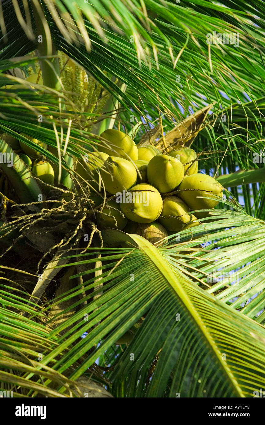 Asian coconut tree hi-res stock photography and images - Alamy
