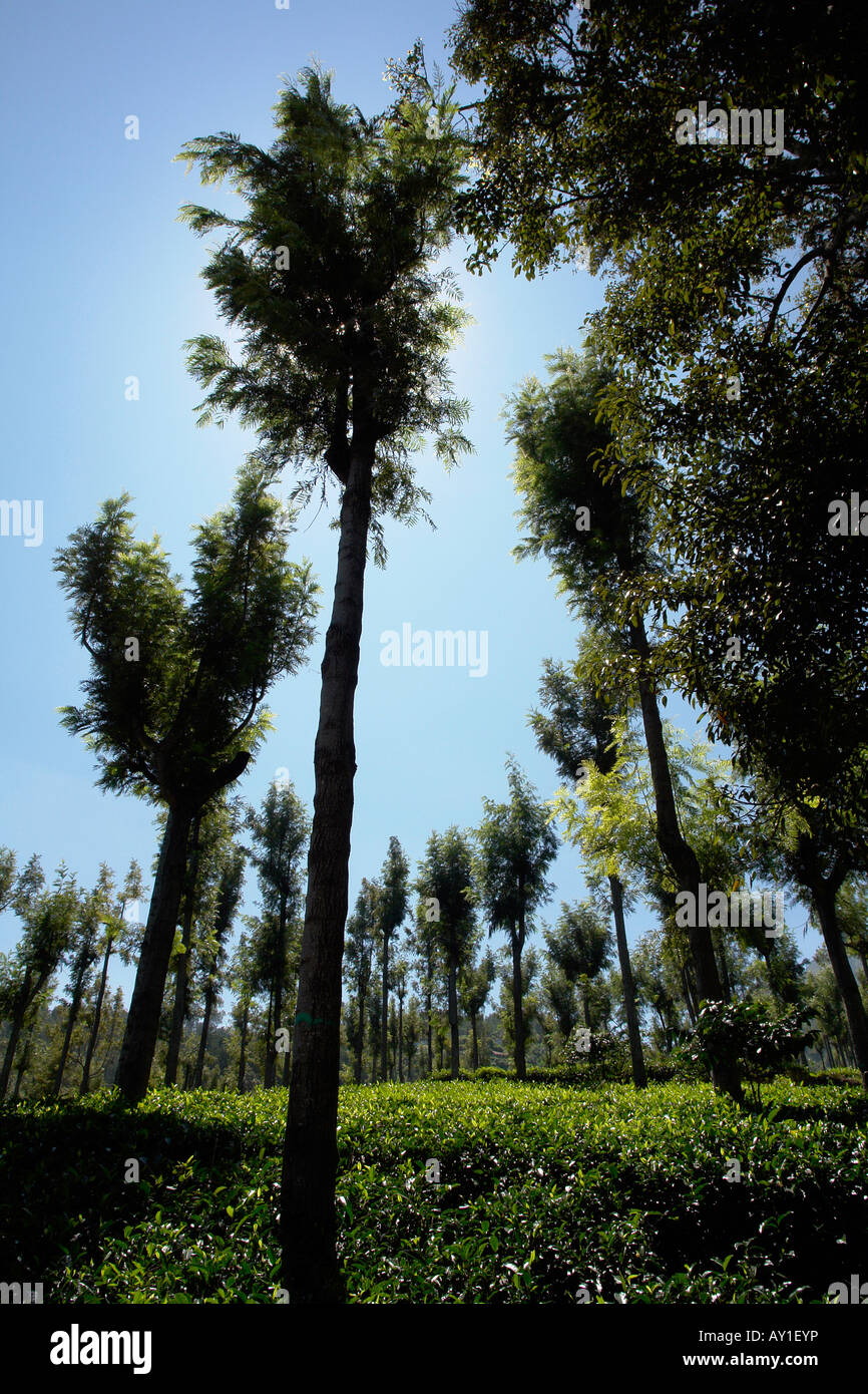 at a south indian tea plantation Stock Photo - Alamy