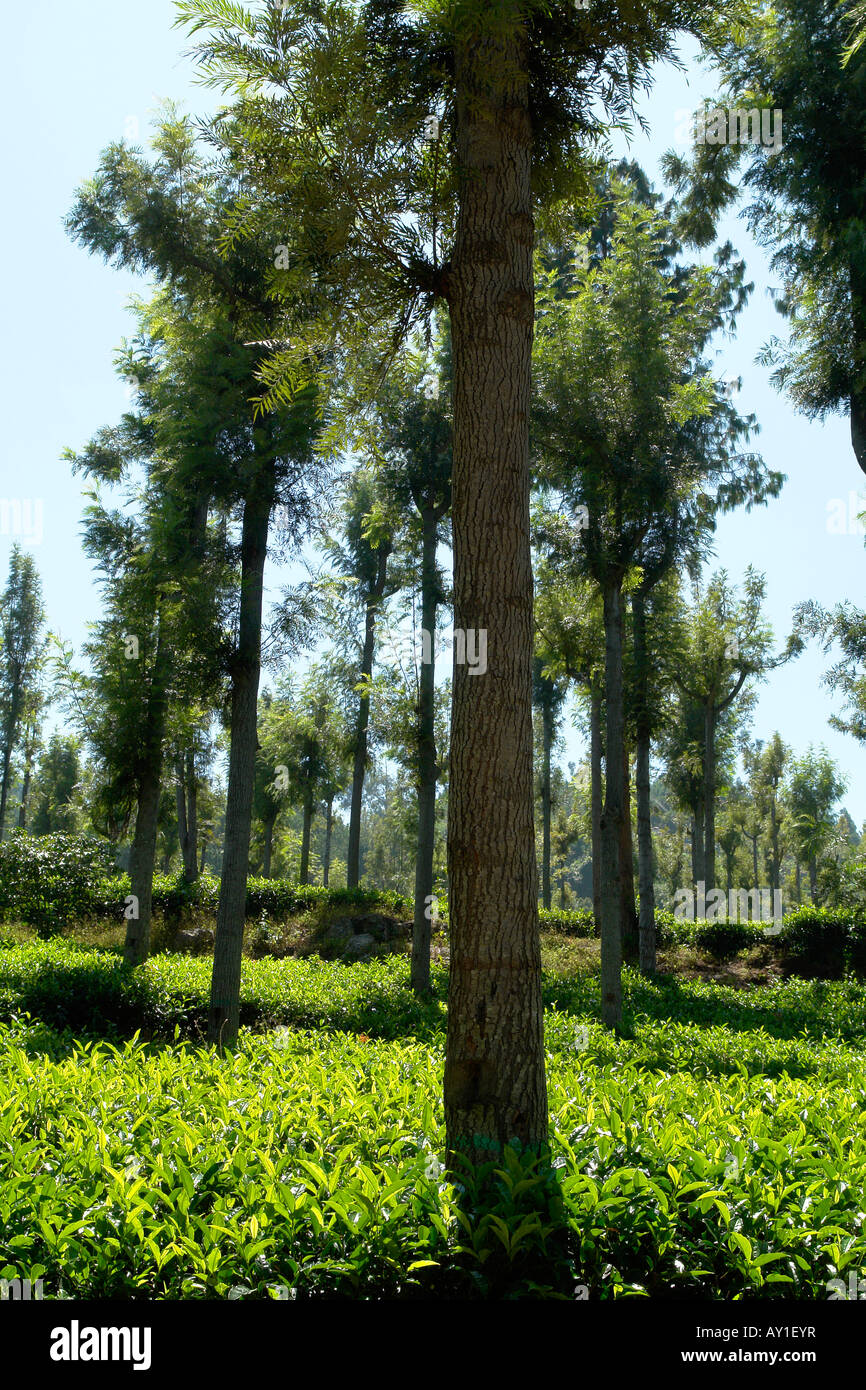 scene at a south indian tea plantation Stock Photo - Alamy