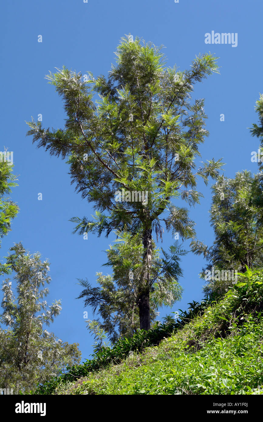 Growing on a hi-res stock photography and images - Alamy