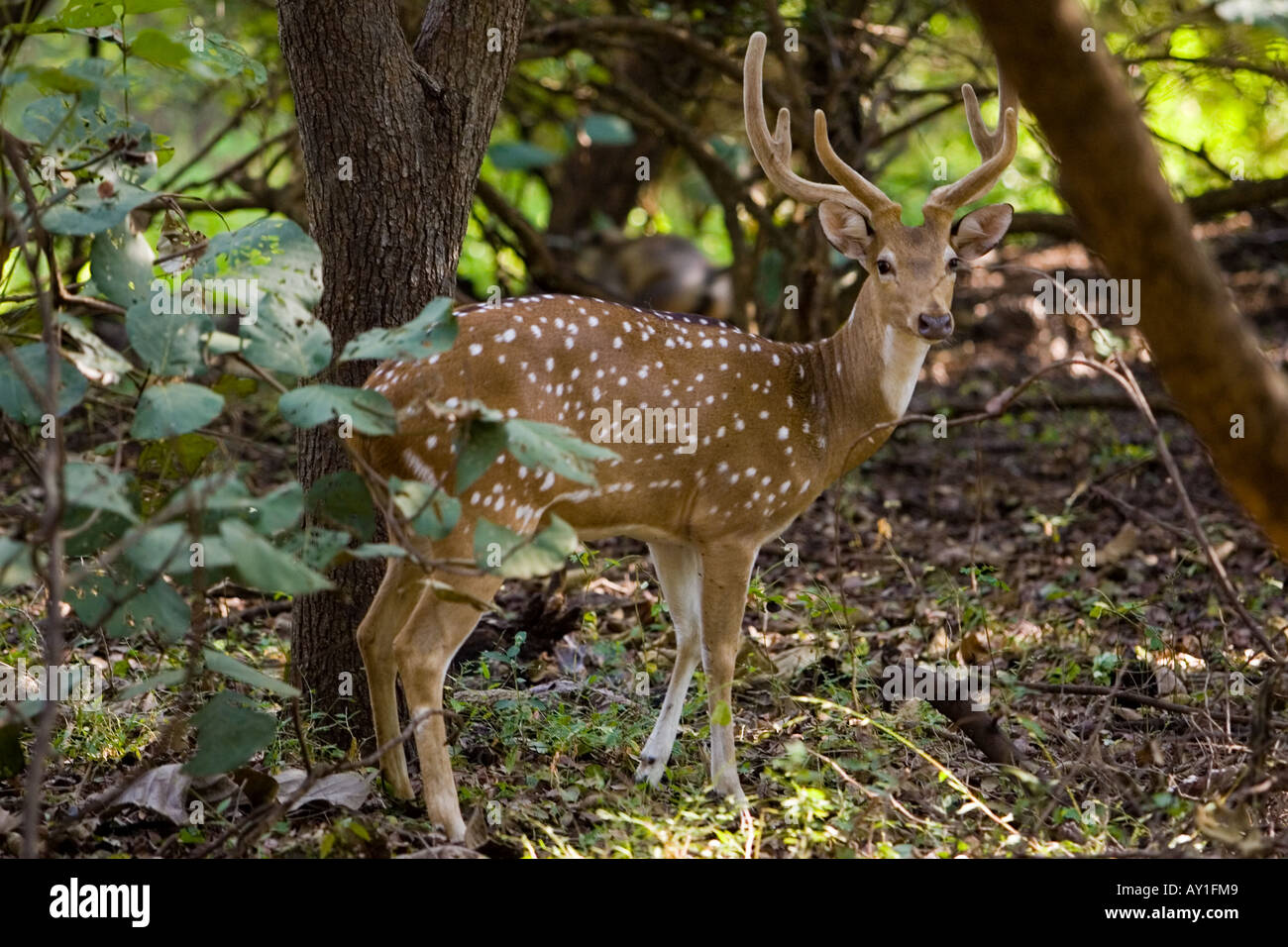 Sasan gir hi-res stock photography and images - Alamy