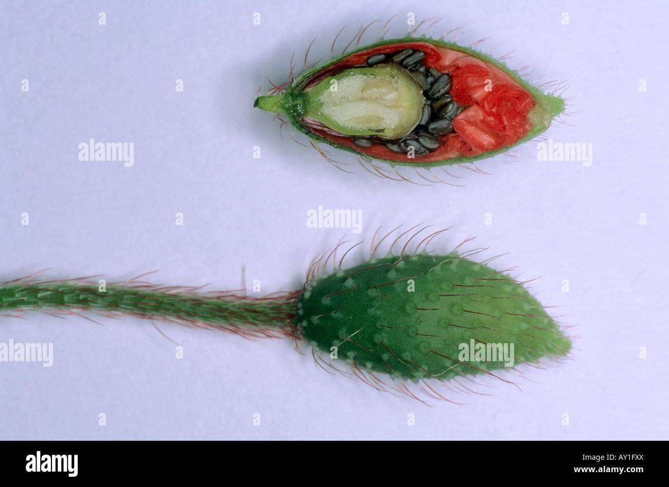 Cutted flower hi-res stock photography and images - Alamy