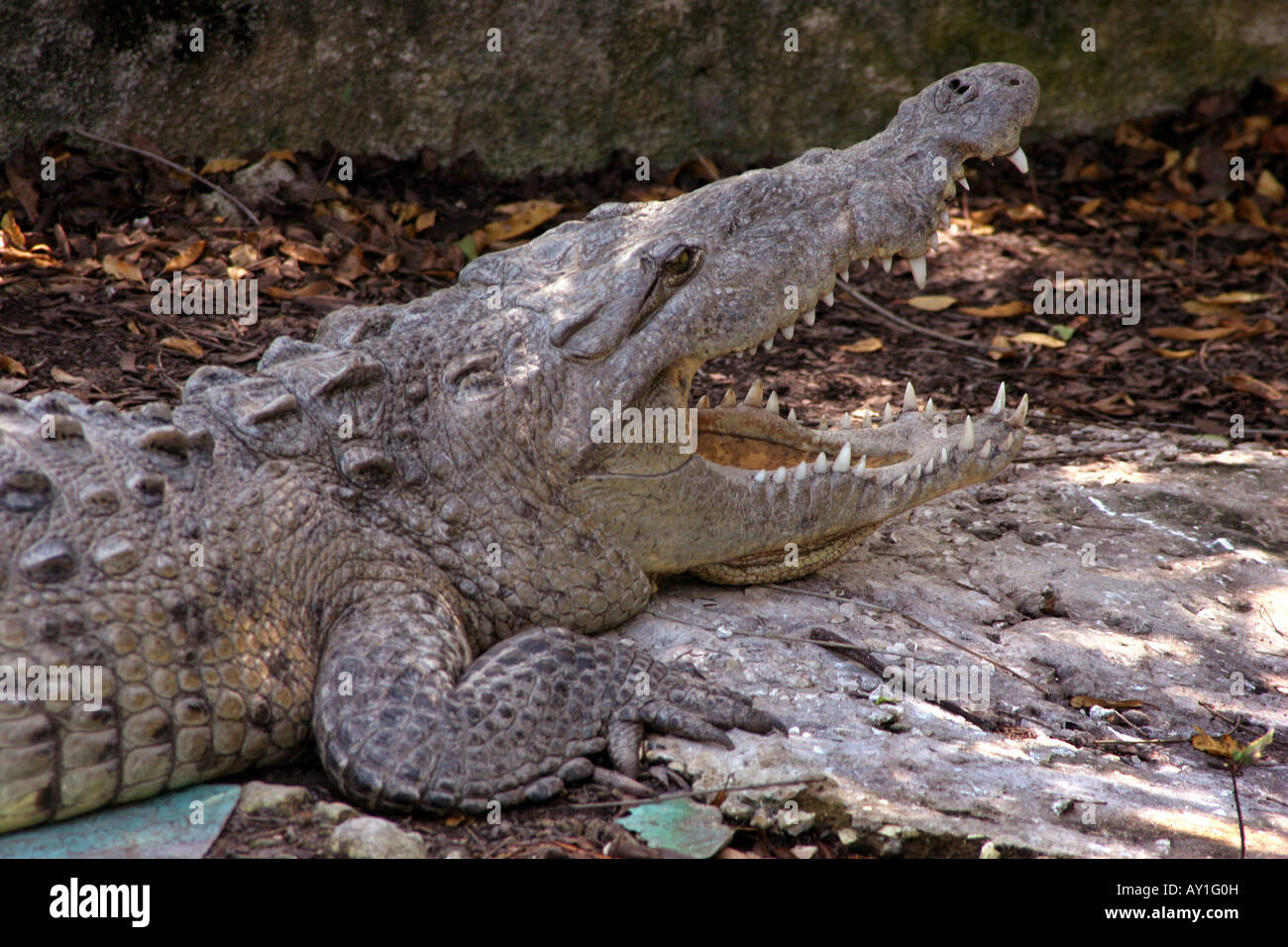 Crocodile at Falmouth Swamp Safari in Jamaica Stock Photo - Alamy