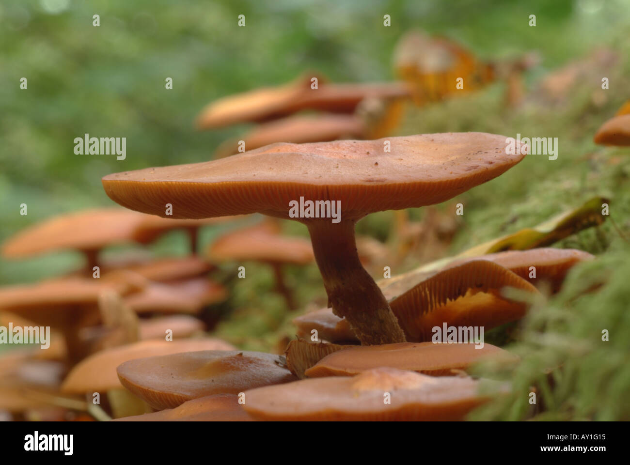 Kuehneromyces mutabilis fungi hi-res stock photography and images - Alamy