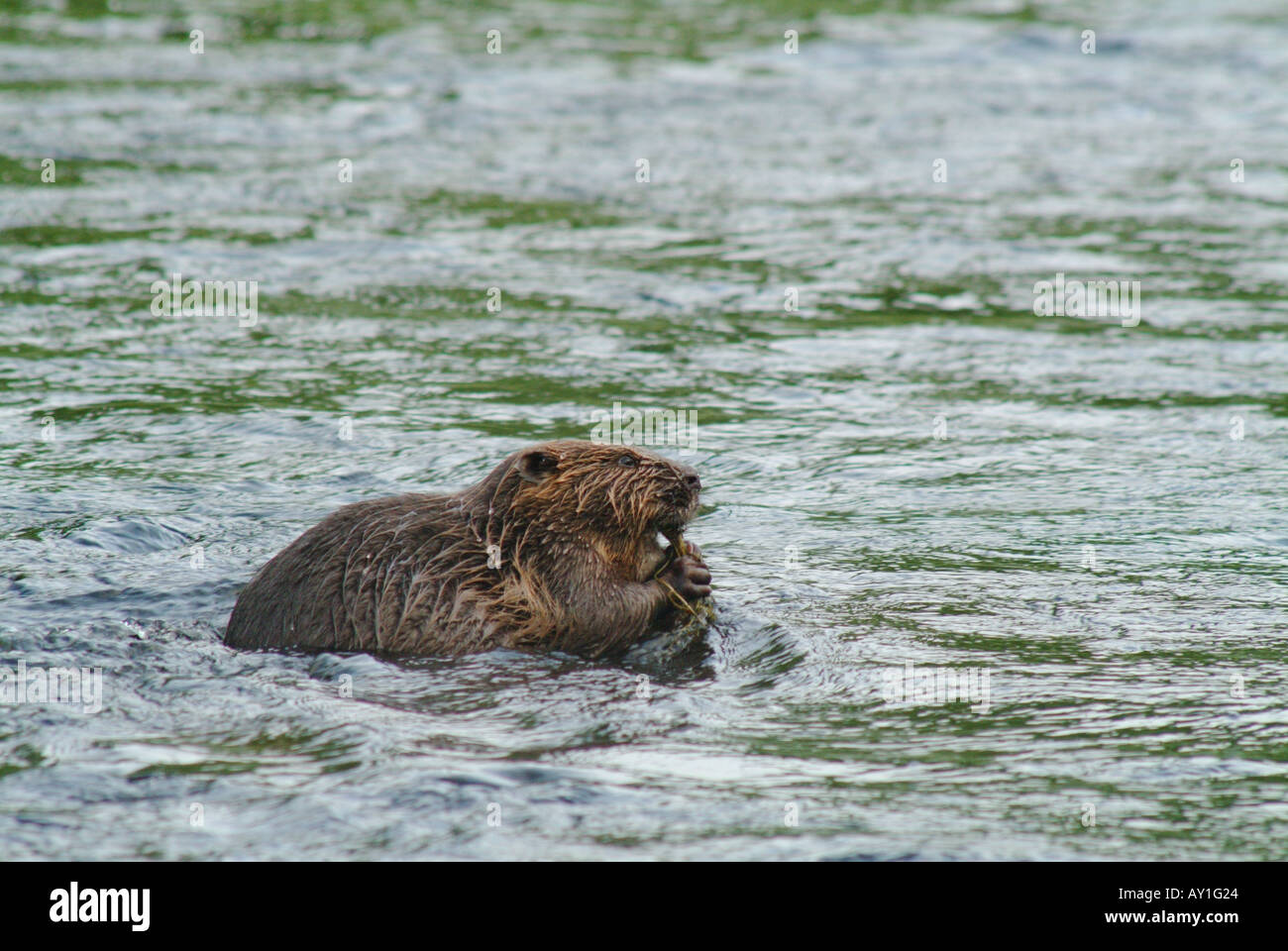 Beaver (Castor fiber) in river Stock Photo - Alamy