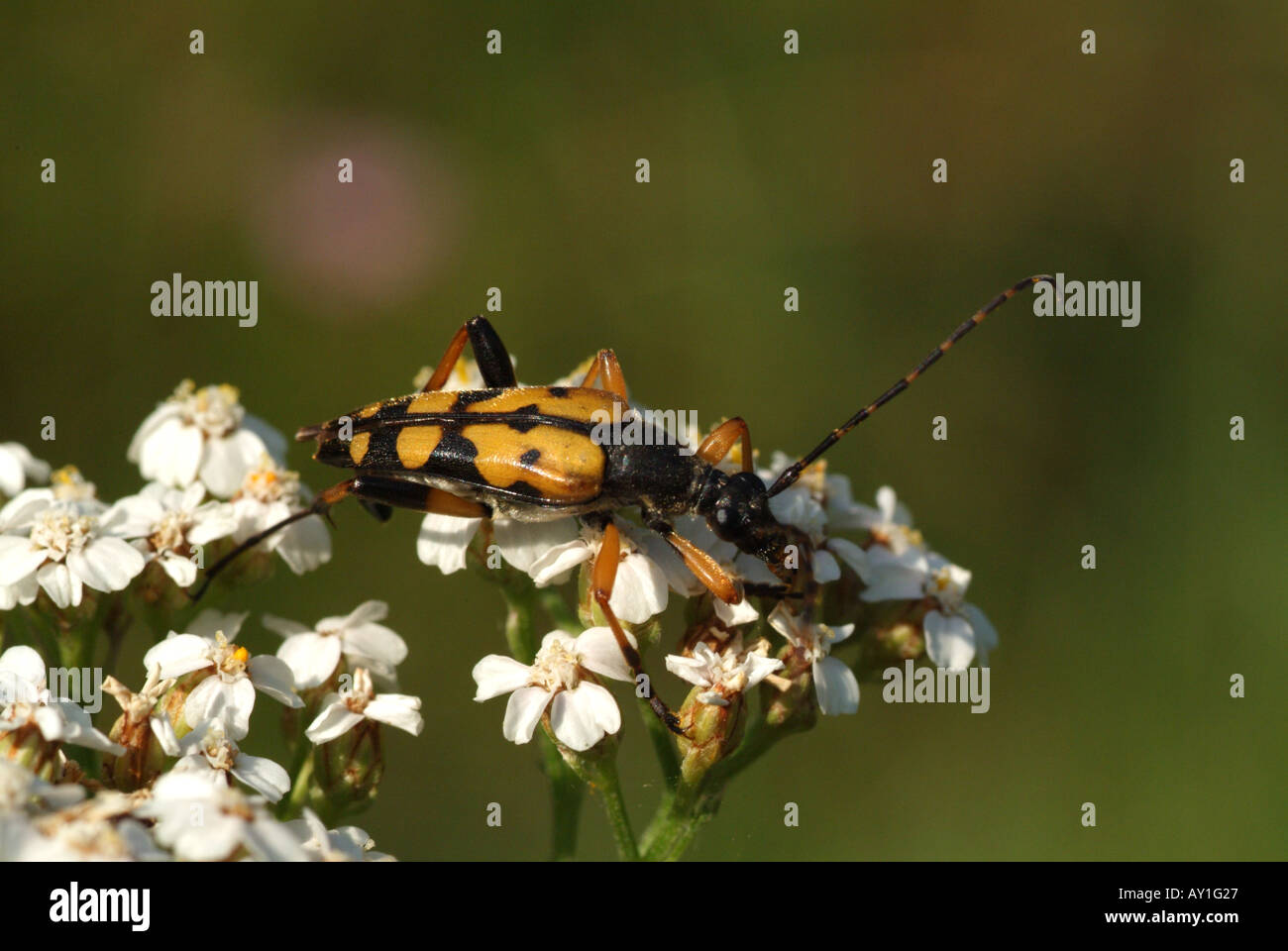 Longhorn beetle (Leptura maculata Stock Photo - Alamy