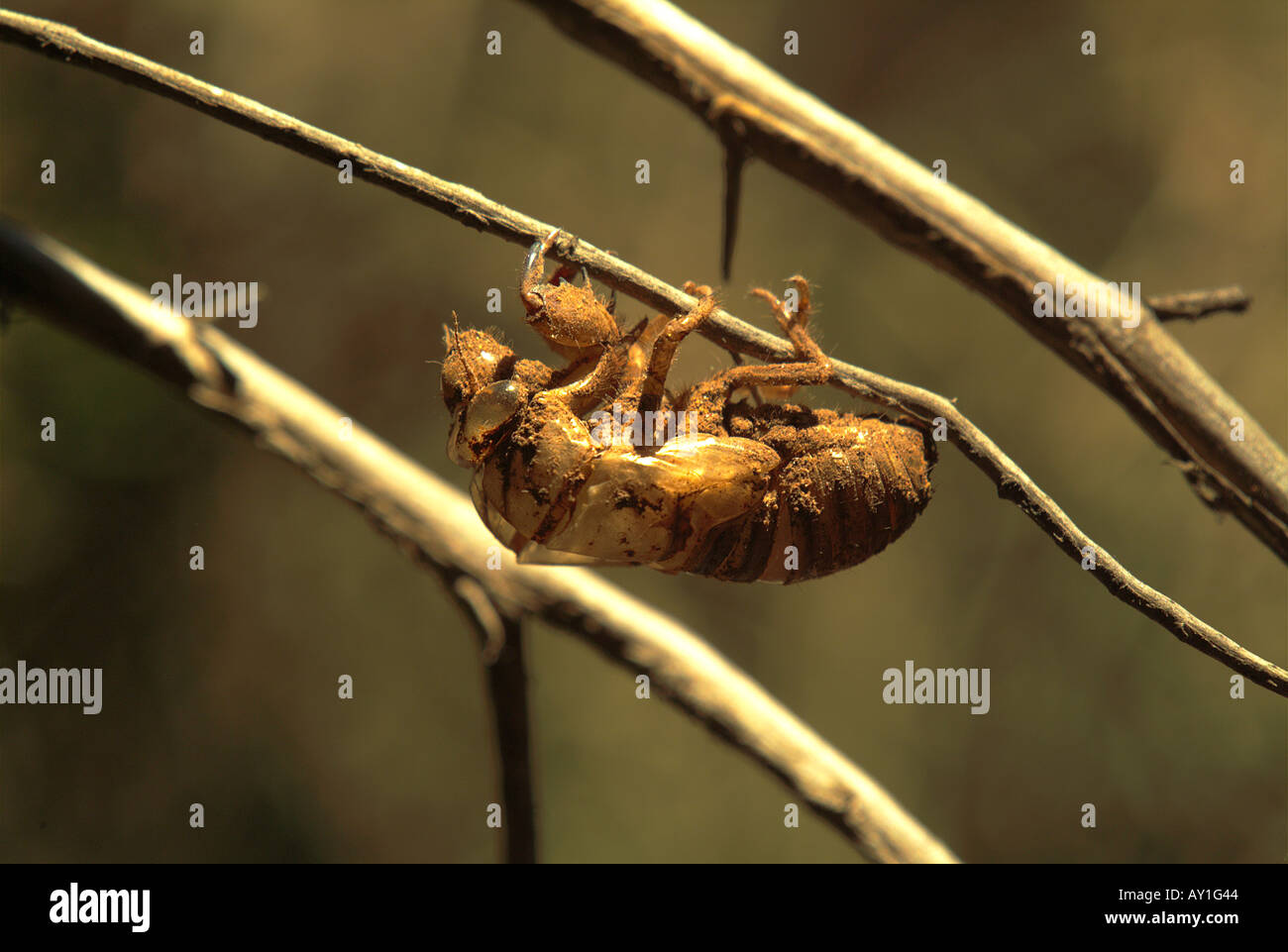 Cicada transformation hi-res stock photography and images - Alamy