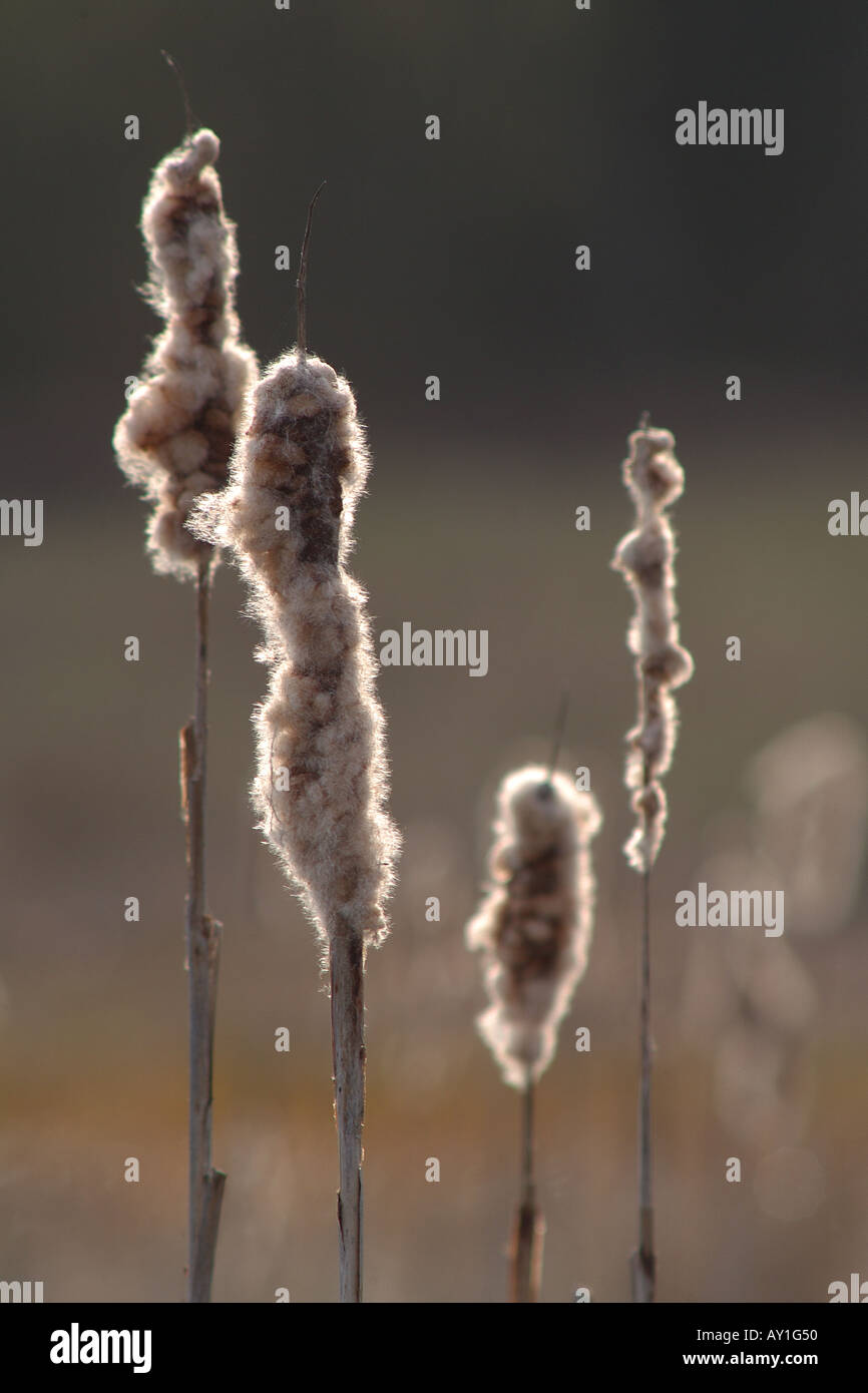 Bulrush (Typha latifolia) in winter Stock Photo - Alamy