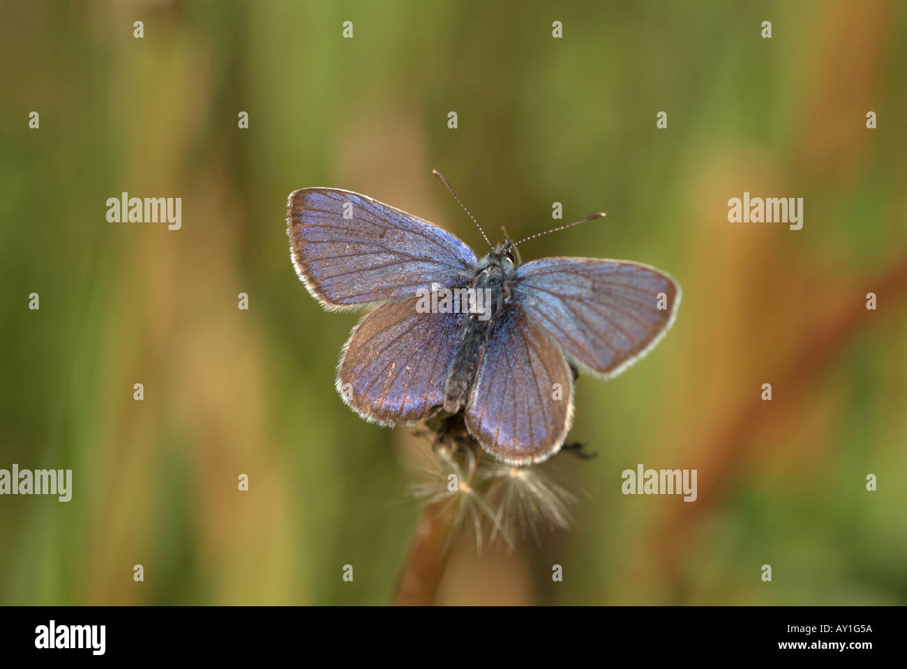 Mazarine Blue (Cyaniris semiargus Stock Photo - Alamy
