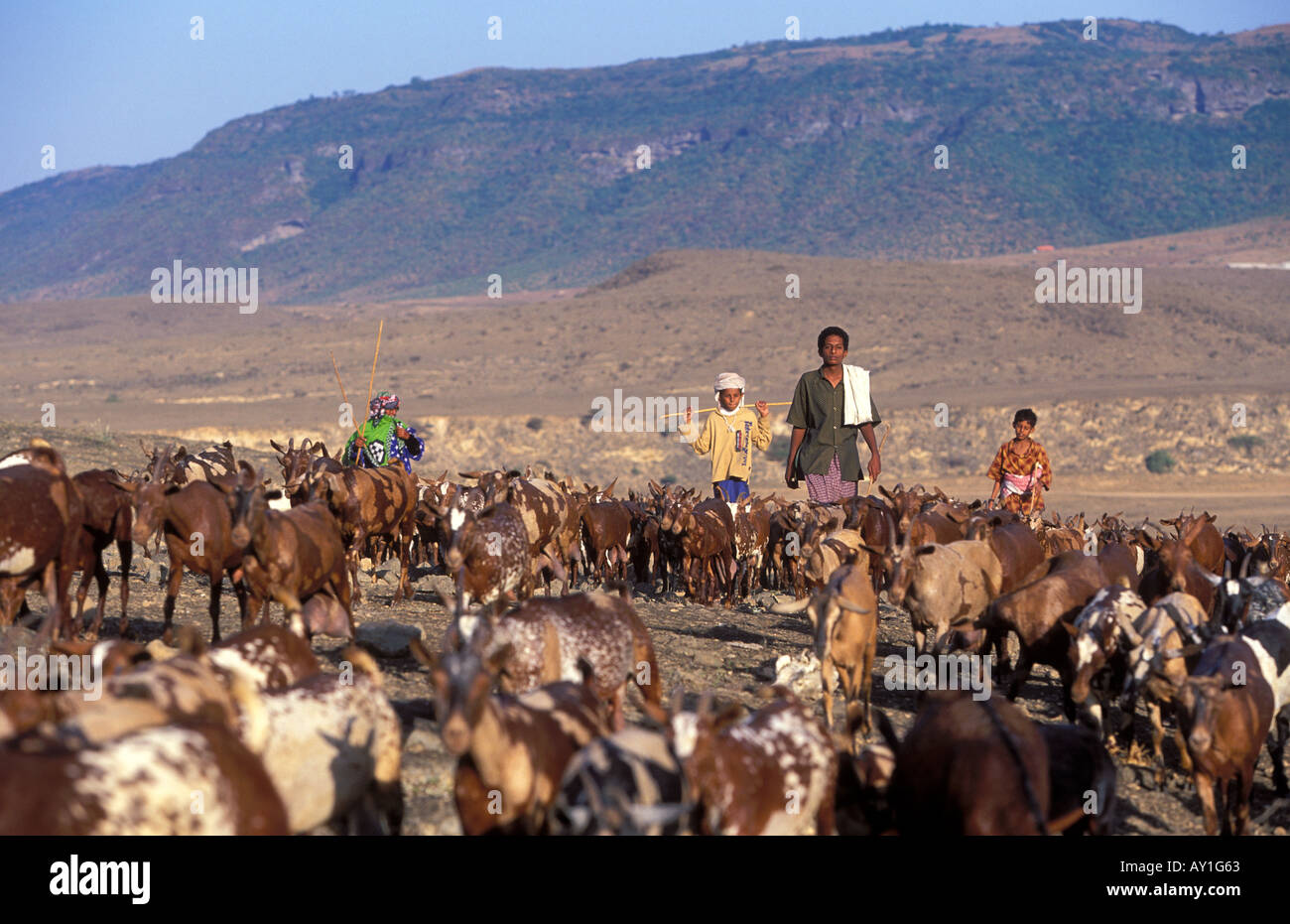 Goat shepherds walking around the hills near Salalah Dhofar region Oman ...