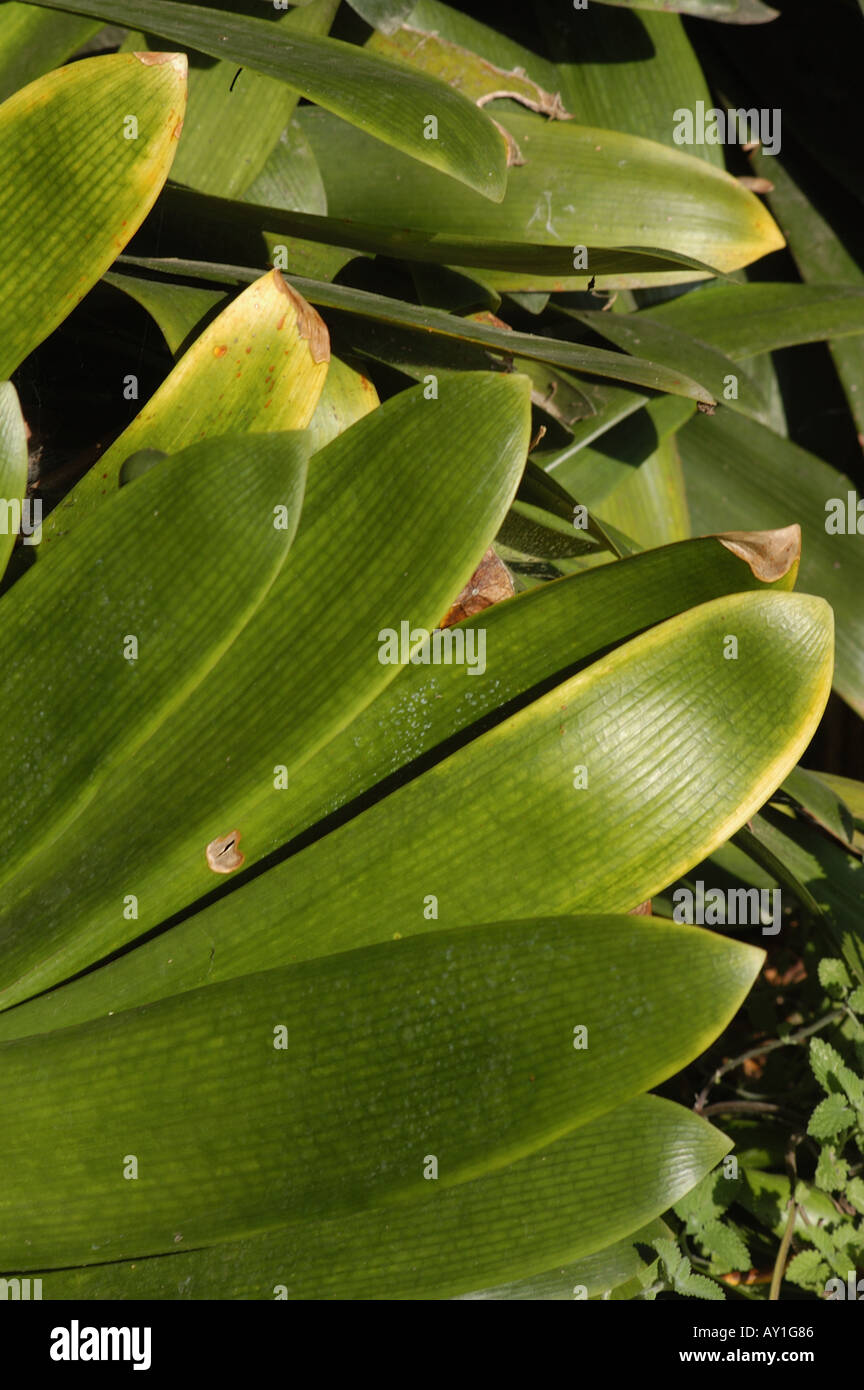 Green Leafy Plant Stock Photo - Alamy