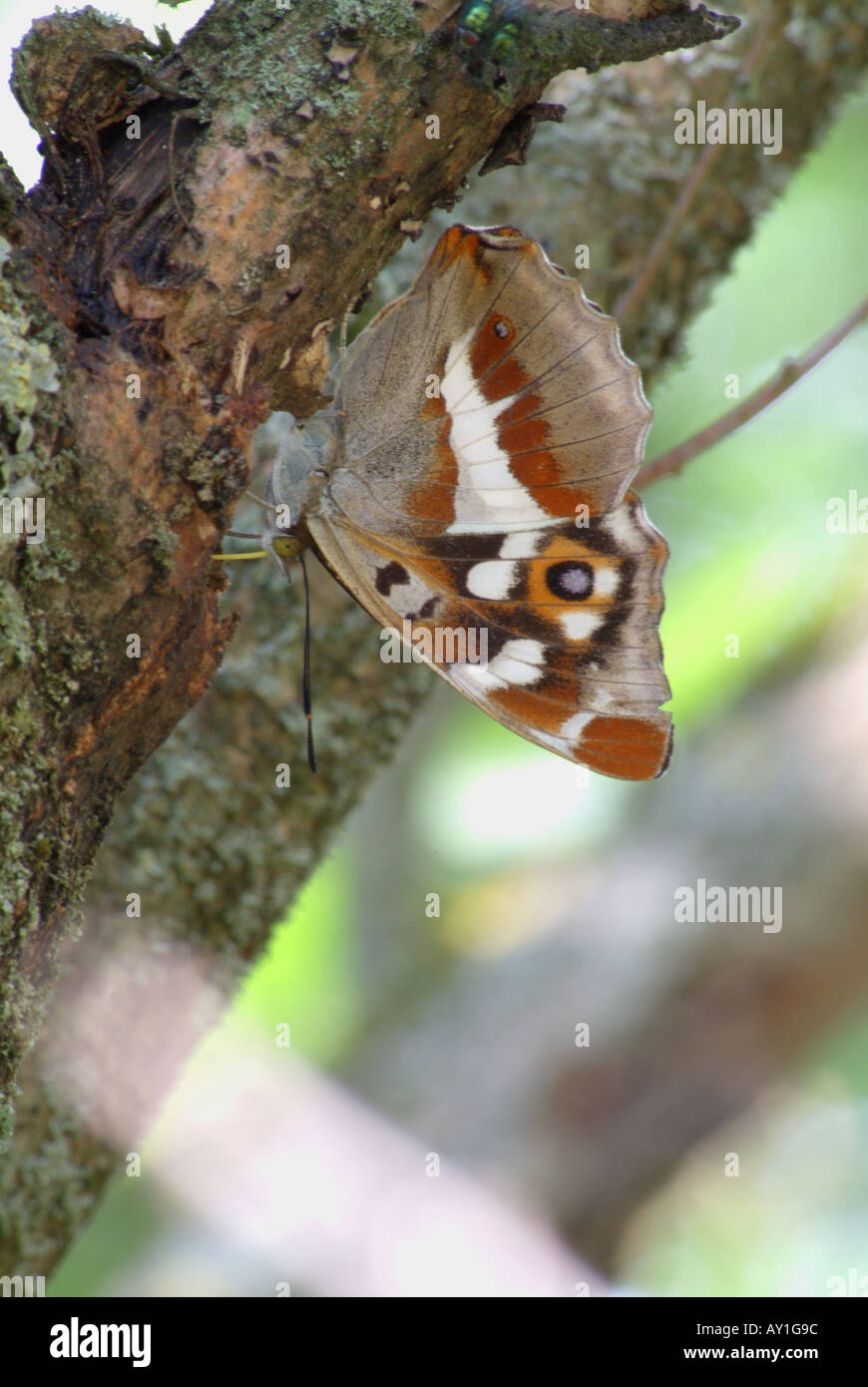 Purple Emperor (Apatura iris) on oak tree Stock Photo - Alamy