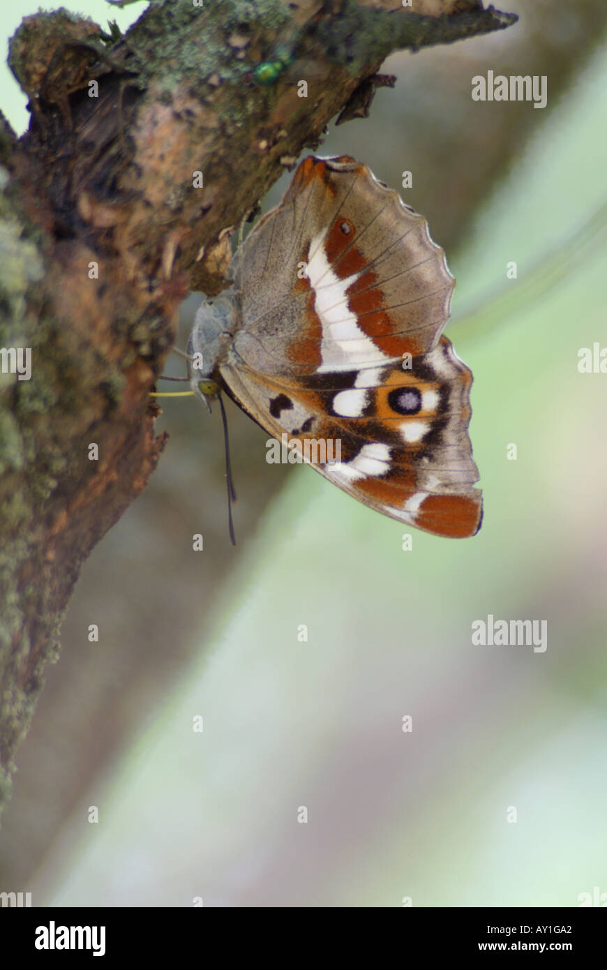 Purple Emperor (Apatura iris) on oak tree Stock Photo - Alamy