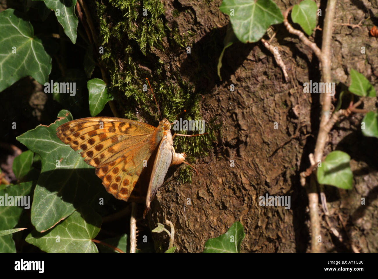 Silver insect eggs hi-res stock photography and images - Alamy