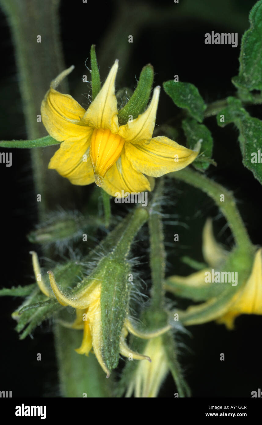 Yellow flowering tomato plant hi-res stock photography and images - Alamy