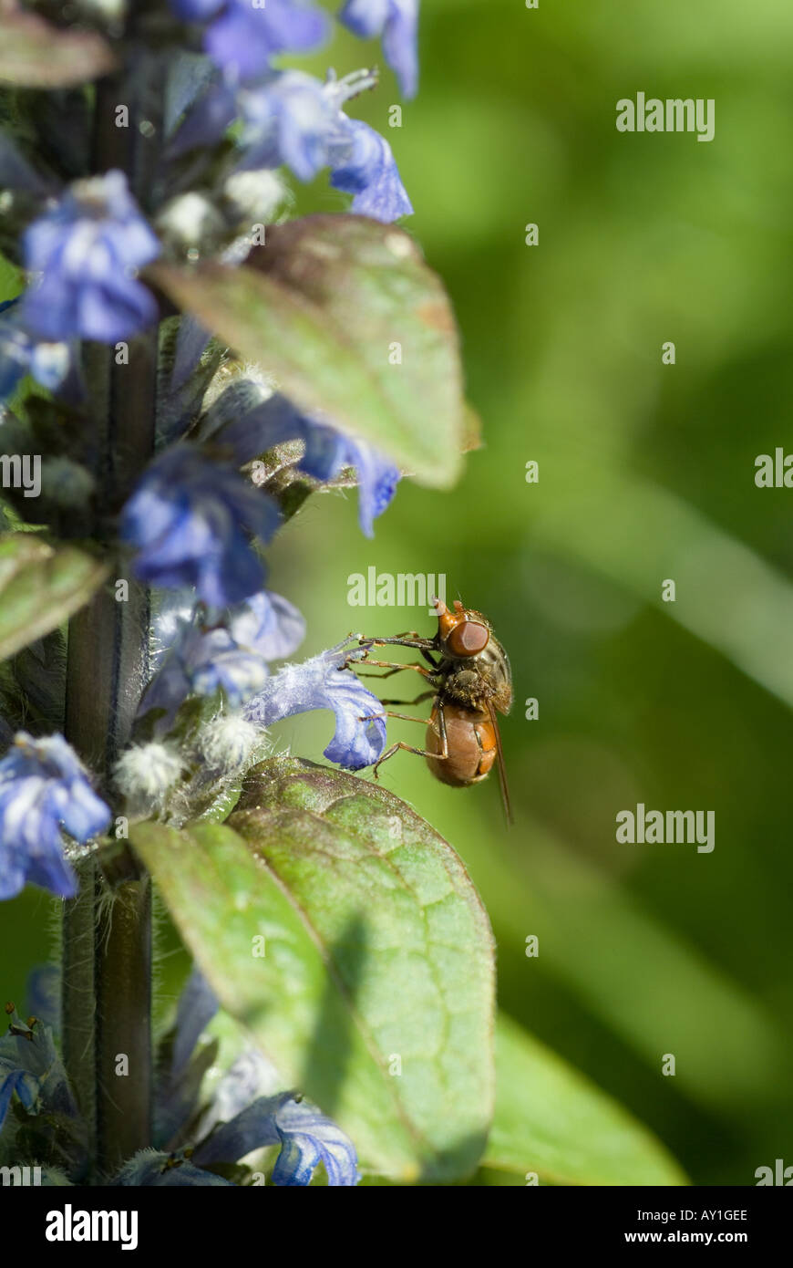 A female Rhingia campestris resting Stock Photo - Alamy