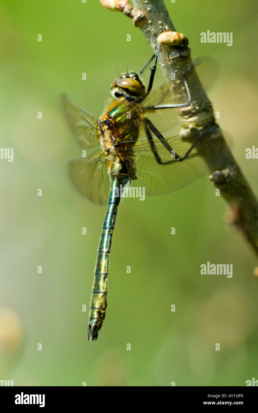 Downy Emerald (Cordulia aenea Stock Photo - Alamy