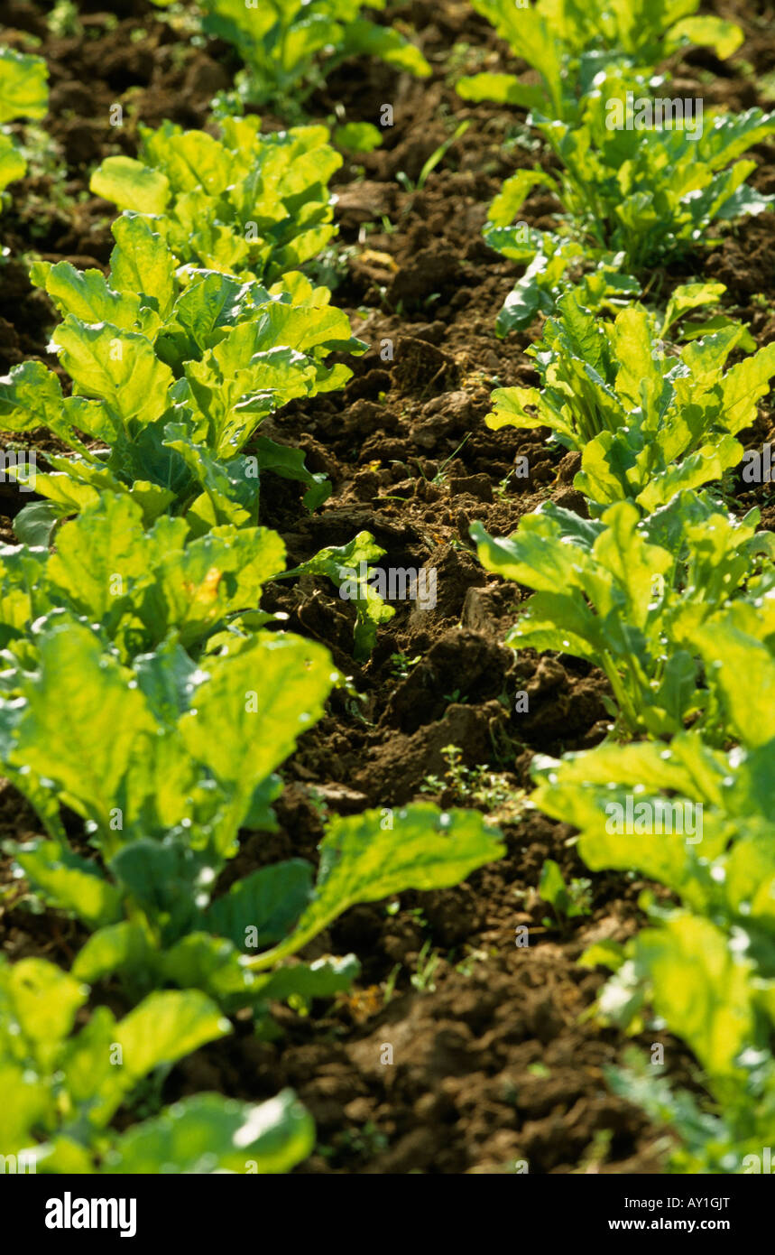 Turnip field Morocco Stock Photo - Alamy