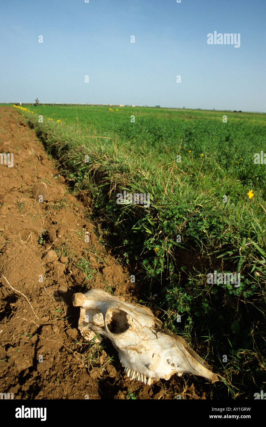 Skeleton in field hi-res stock photography and images - Alamy