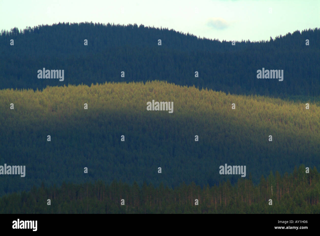 Light and shadow over the immense swedish forests Stock Photo - Alamy