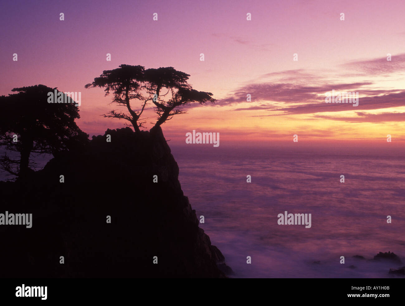 A lone cypress tree overlooks the Pacific Ocean on the 17 mile drive ...