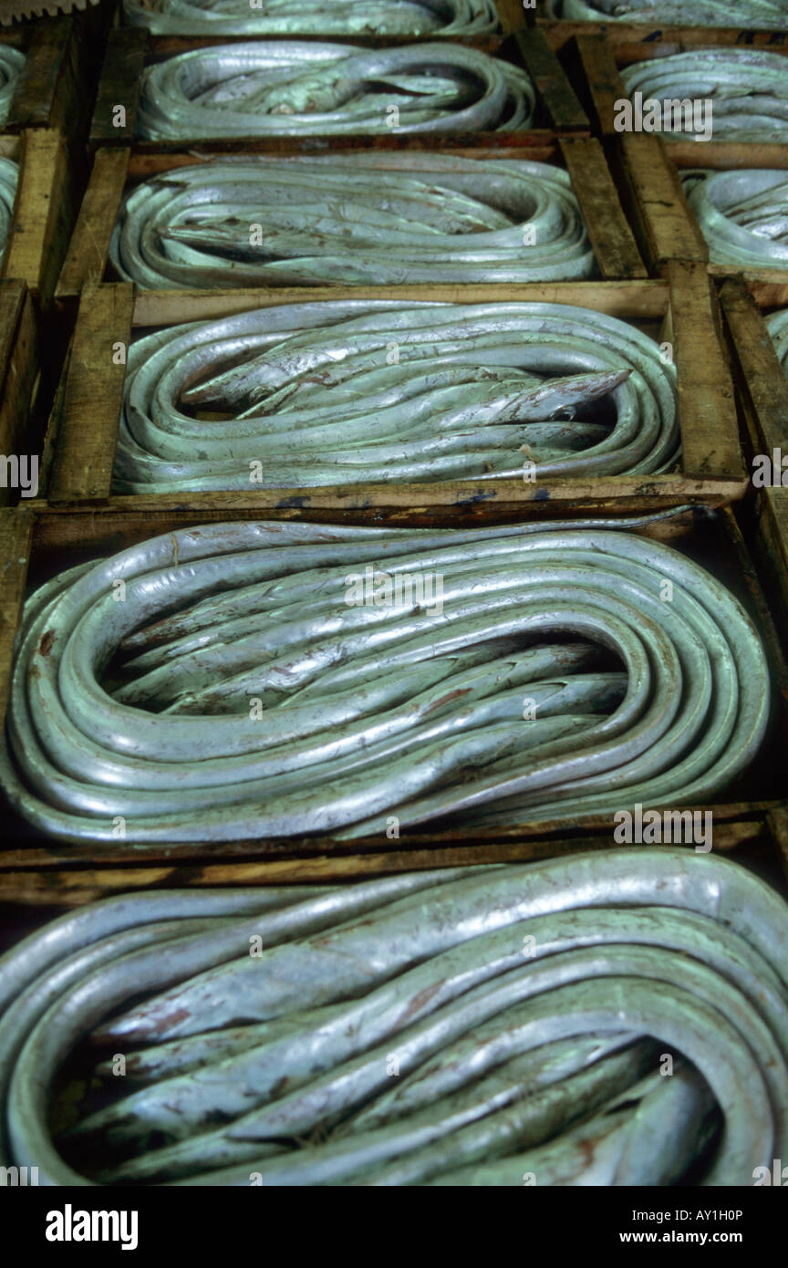 Silver scabbardfish or frostfish Lepidopus Caudatus Essaouira Morocco ...