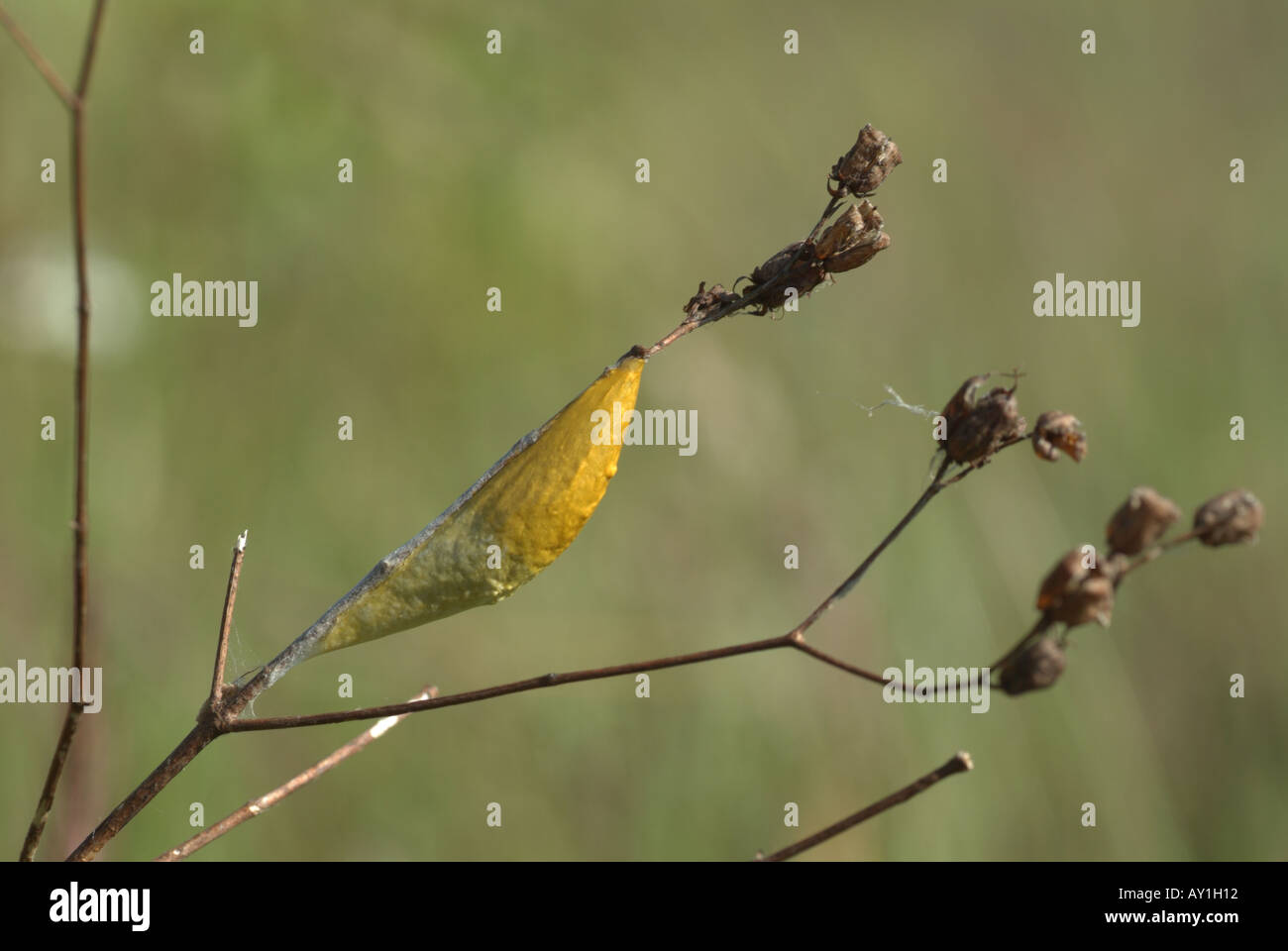 Burnet Moth cocoon Stock Photo - Alamy