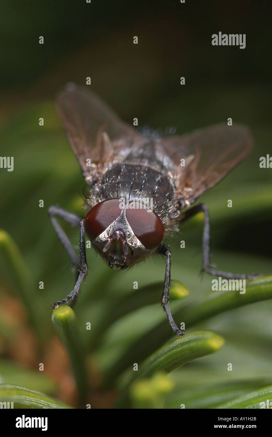 Fly (Diptera indet Stock Photo - Alamy
