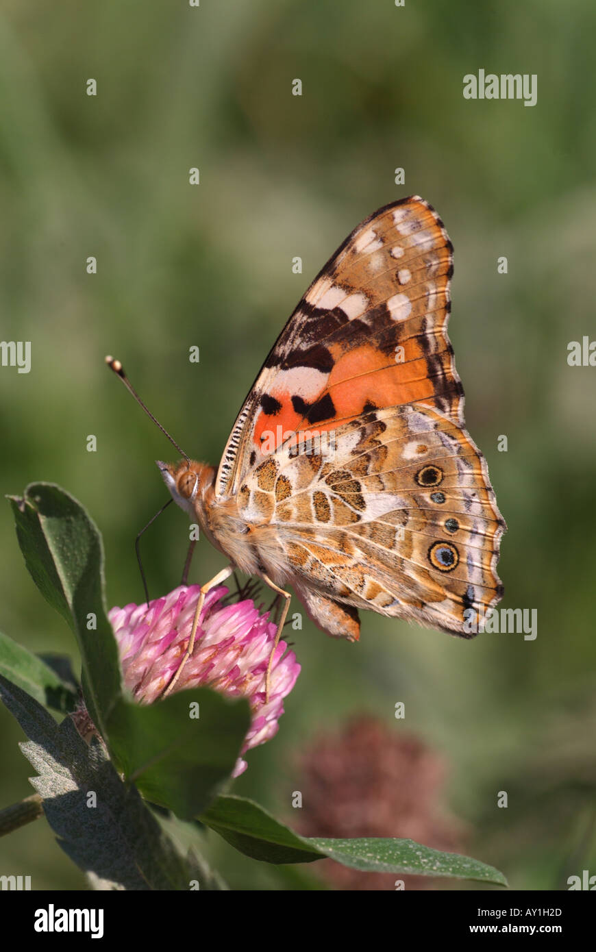 Painted Lady (Vanessa cardui Stock Photo - Alamy