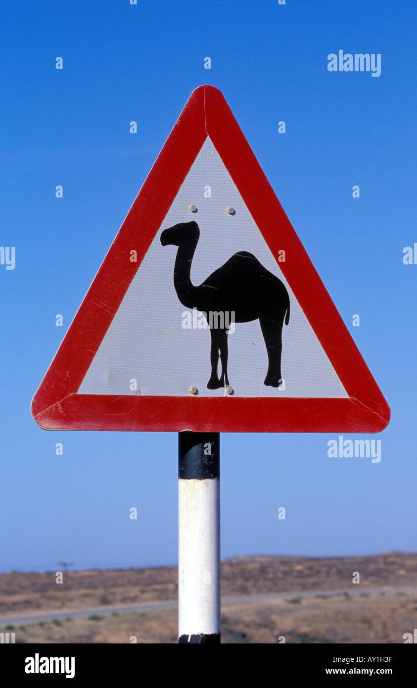 Beware of camels road sign near Salalah Dhorfar Oman Stock Photo - Alamy