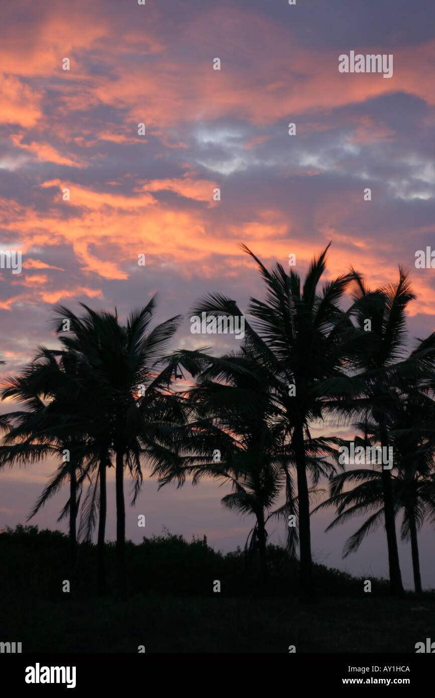 Palm trees and pink sunset in Goa, India Stock Photo - Alamy