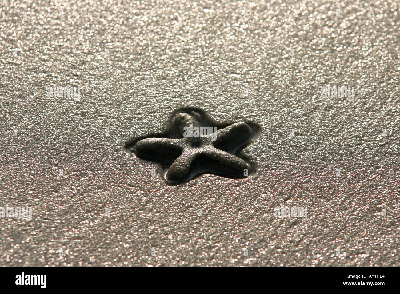 Starfish on the beach in Goa, India Stock Photo - Alamy