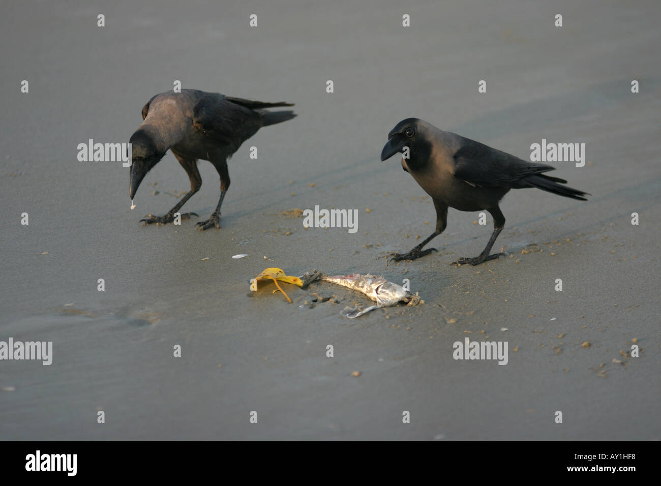 Two crows eating fish on the beach in Goa, India Stock Photo - Alamy